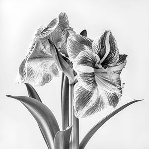 Charles Starke | LensCulture