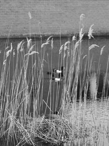 Suma Balaram | LensCulture