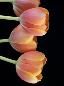 Lisa Dimitri - The Beauty in Aging | LensCulture