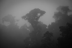 Frédéric Demeuse - Timeless Trees | LensCulture