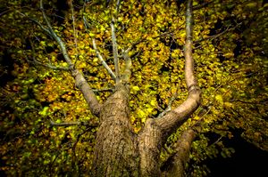 Ron S Levy - Pareidolia: Alien-Looking Tree Study (from Vibrant Night ...