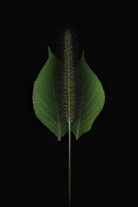 Robert Schultz - FLORA | LensCulture