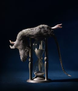 Roberto Greco - After still life | LensCulture