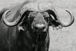 Maria Rodionova - Animal Portraits | LensCulture