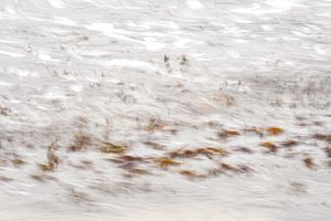 Alexandra Rutherford - Seaweed Suspension | LensCulture