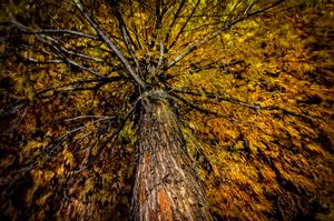 Pareidolia: Alien-Looking Tree Study (from Vibrant Night: Light ...