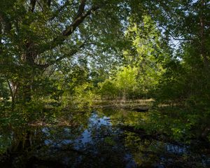 April Hickox - Invasive Species | LensCulture