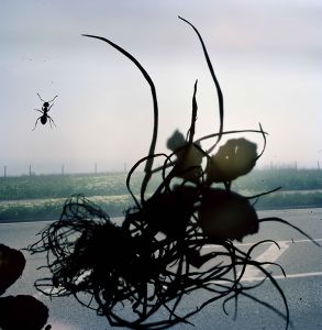 Stephen Gill - Outside In | LensCulture