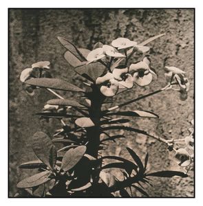 Michael Mavridis - A Breath of Nature | LensCulture