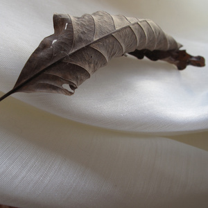 Steven Parisi - Gentile - Autumn Leaves | LensCulture