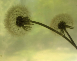 Steven Parisi - Gentile - this still life | LensCulture