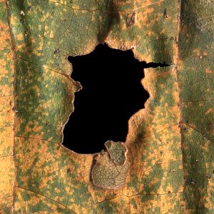 Leaf Decay - LensCulture