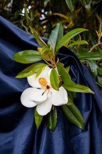 Riley Goodman - To Cultivate A Magnolia | LensCulture
