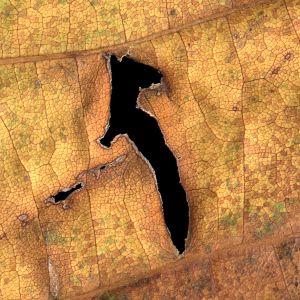 Leaf Decay - LensCulture