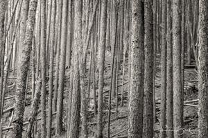 Lynn Beeler - Submission | LensCulture