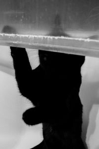 Elisa Chang - Bear | LensCulture