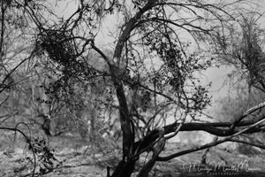 Maritza Meadows - Dead Tree Series | LensCulture