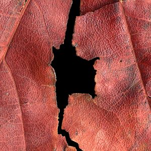 Larry Chait - Leaf Decay | LensCulture