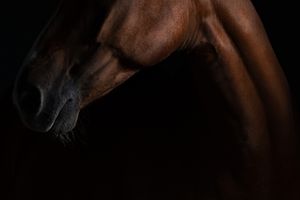 Deanne Ward - I Dream of Horses | LensCulture