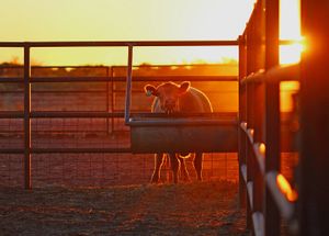 Lydia Phillips | LensCulture