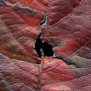 Larry Chait - Leaf Decay | LensCulture