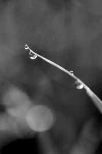 Alan Lemire - Water Drops in the Morning | LensCulture