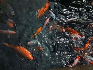 Avner Tabib - Fish pond in China. | LensCulture