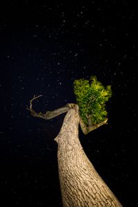 Pareidolia: Alien-Looking Tree Study (from Vibrant Night: Light ...