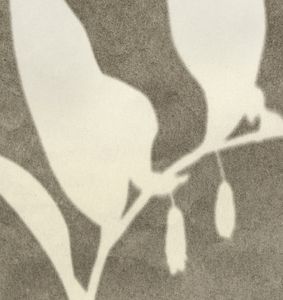 Julia Lazumirska - White shadows | LensCulture