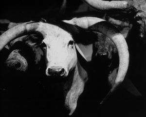 Elizabeth Conley | LensCulture