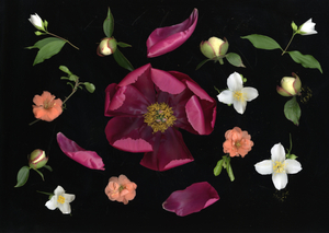Robert Schultz - FLORA | LensCulture