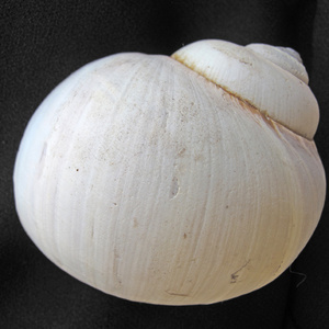 Steven Parisi - Gentile - in twos | LensCulture