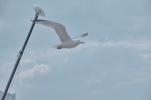 Victor Chan | LensCulture