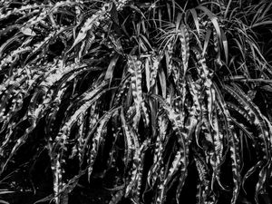 Jiarui Yu - Forest, water, traces of time | LensCulture