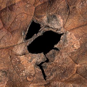 Leaf Decay - LensCulture