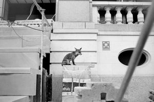Jacob Giles - Stray Dog | LensCulture