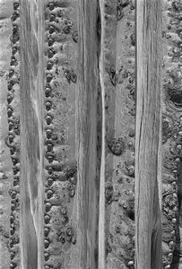 Karen Strom - Assembled Images | LensCulture