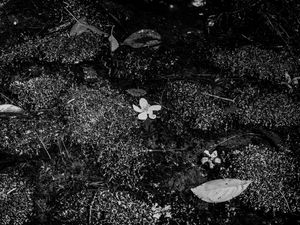 Jiarui Yu - Forest, water, traces of time | LensCulture