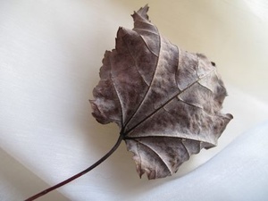 Autumn Leaves - LensCulture