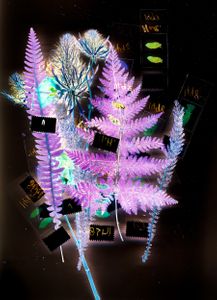 Amalgamated Fragmentations / Plastiverse - LensCulture