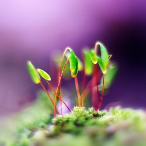 Mylene Bressan - Muscinale | LensCulture