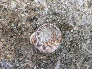 Faber Torchio | LensCulture