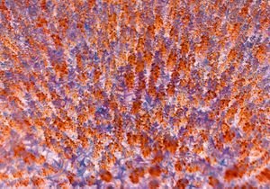 Murphy Chen | LensCulture