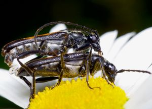 Yan Roussel - Submission | LensCulture