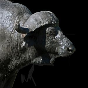 Rob Wilkinson | LensCulture