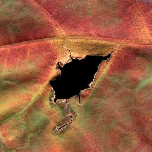 Leaf Decay - LensCulture