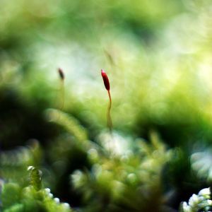 Mylene Bressan - Muscinale | LensCulture