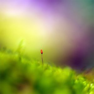 Mylene Bressan - Muscinale | LensCulture