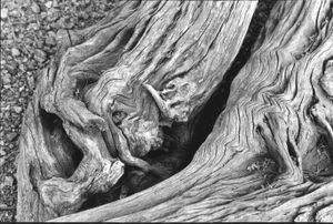 Harry Lines | LensCulture