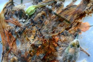 Anca Gabriela Rafan - breeding of mold | LensCulture